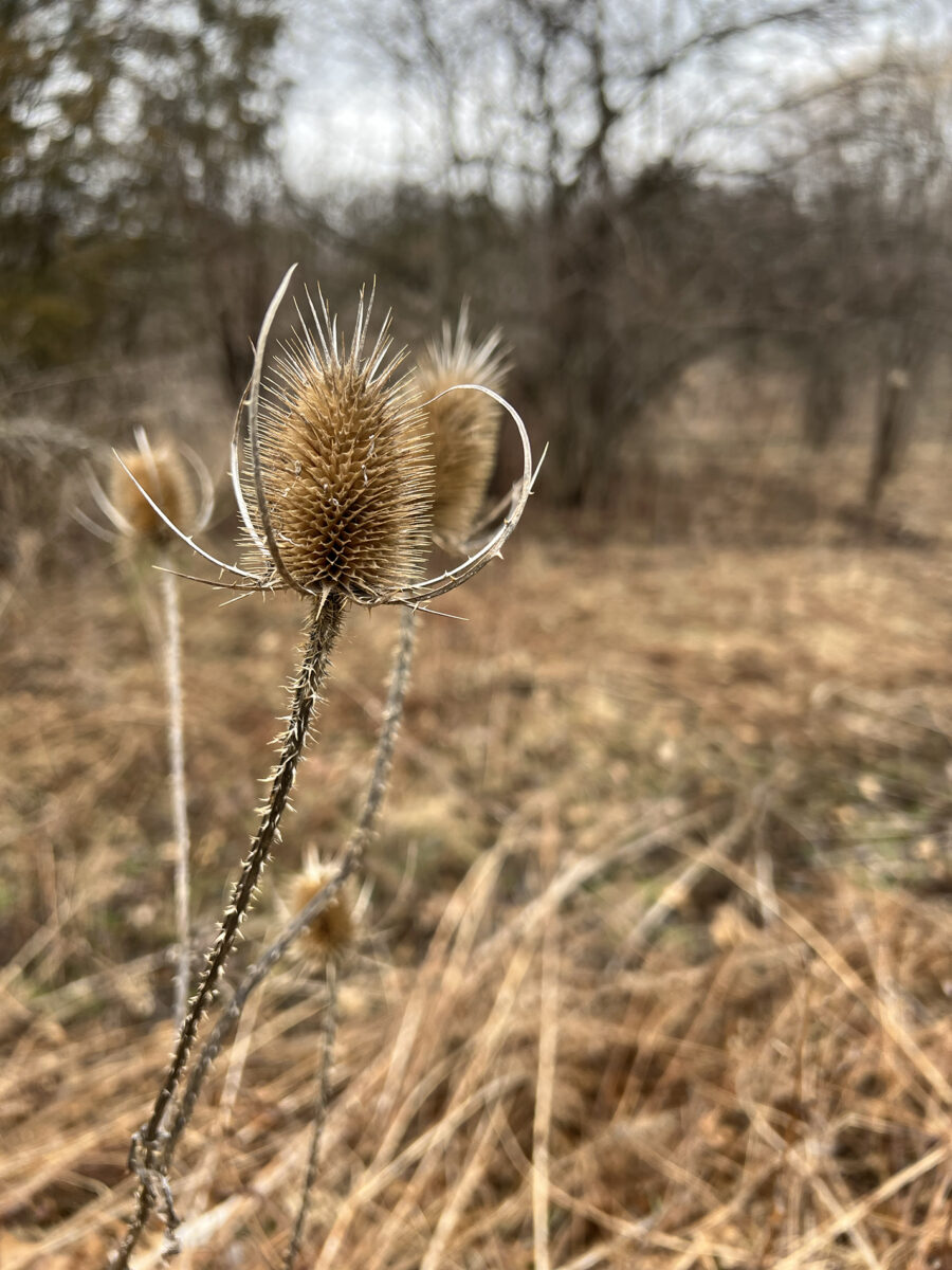 Engawa House: Embracing Nature Through Architecture